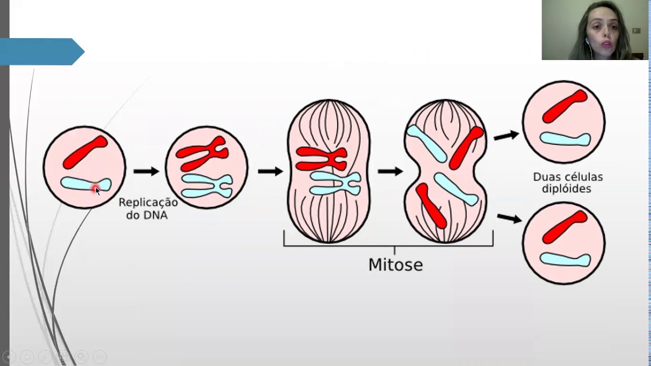 Mitose Youtube