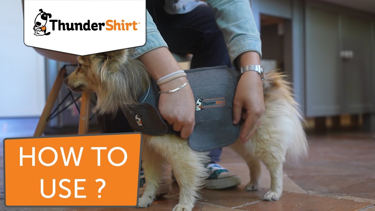 Thundershirt For Dogs Discover How To Use It In 3 Easy Steps Youtube