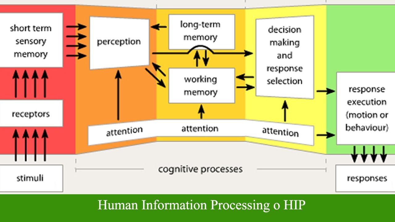 Human Information Processing O Hip Youtube