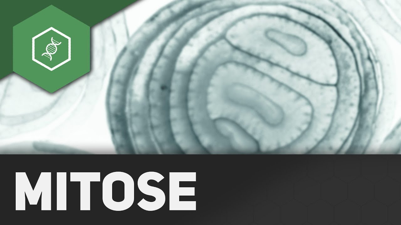 Mitose Remake Youtube