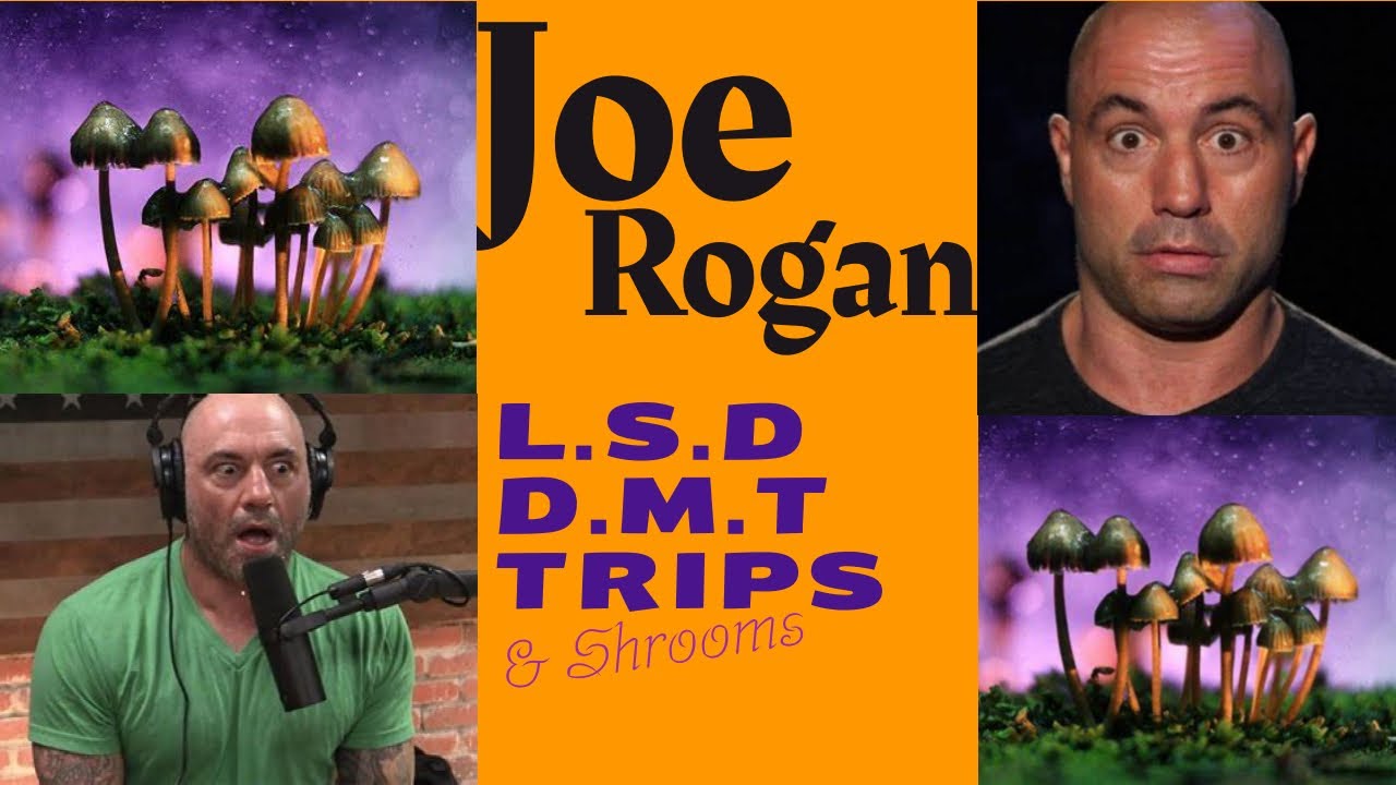 Joe Rogan 30 Min Of L S D Mushrooms D M T Youtube