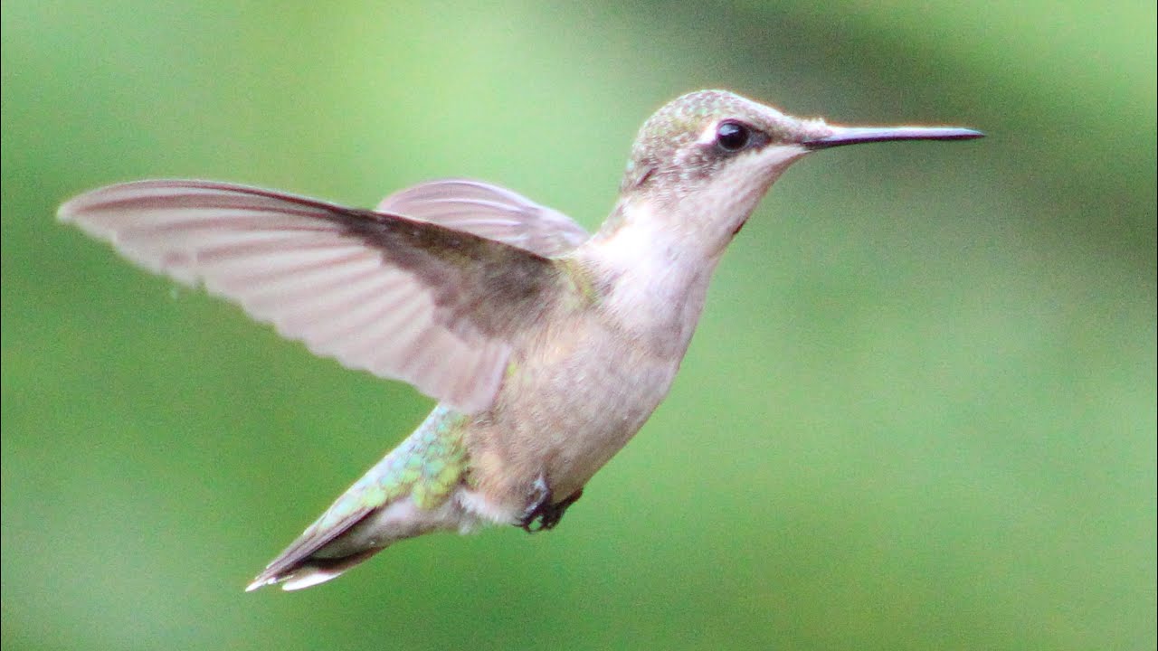 Hummingbird Wing Sounds Youtube