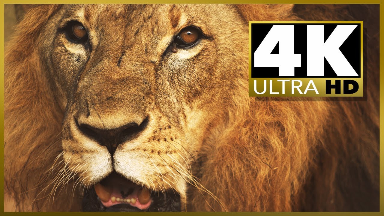 4k Ultra Hd Oled Tv Relaxation Sampler Video 4k Tv Test Demo Youtube