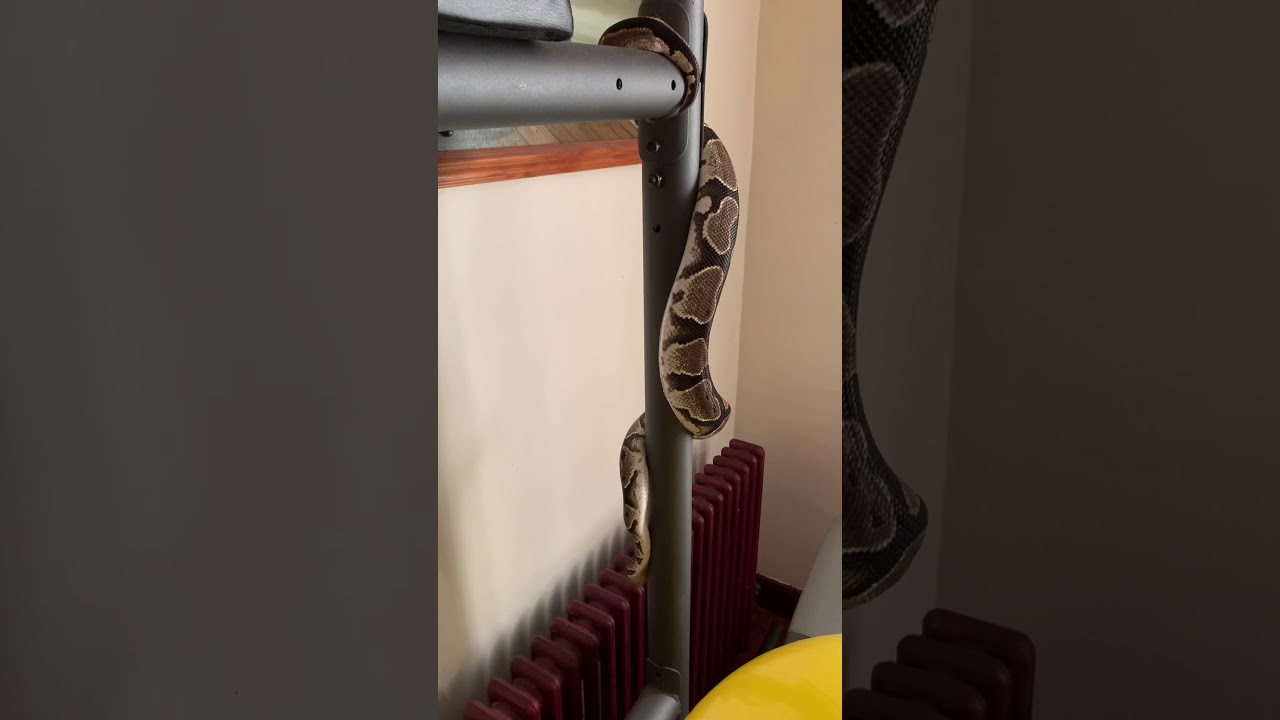 Ball Python Climbing Youtube