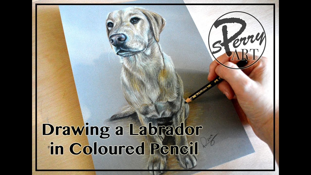 How To Draw A Labrador In Coloured Pencil Time Lapse Youtube