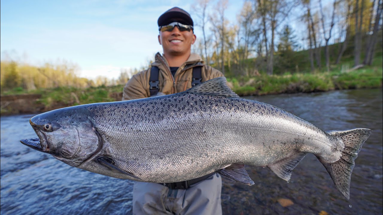 Salmon Fish Images