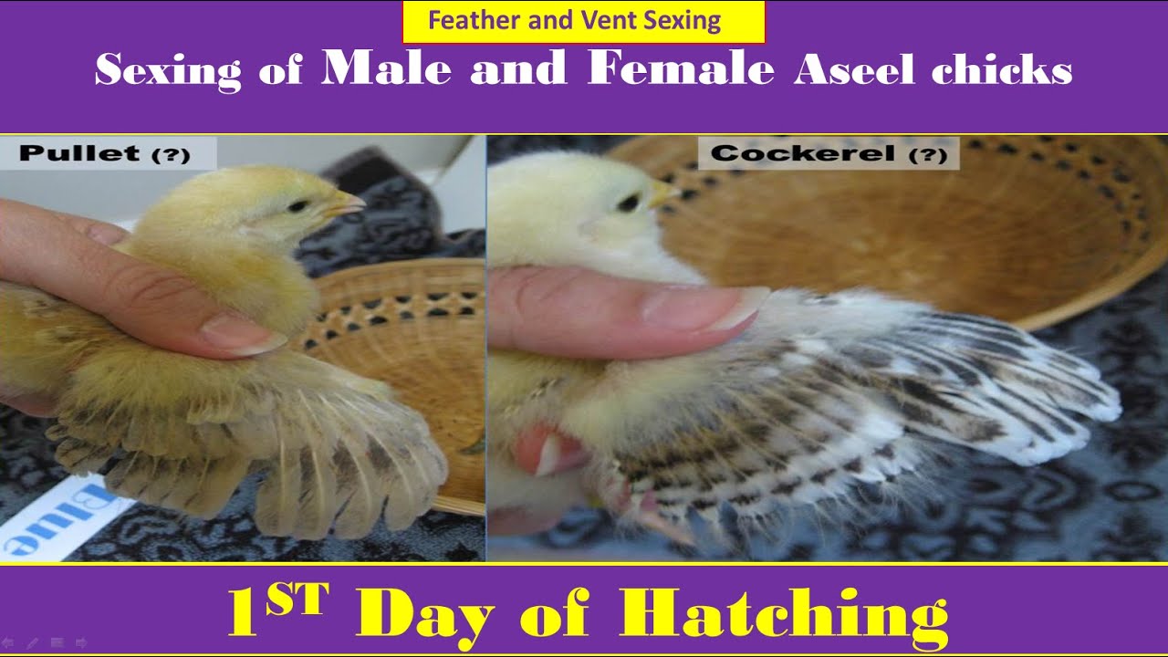 Difference Between A Male And Female Chick At Kenneth Bromley Blog