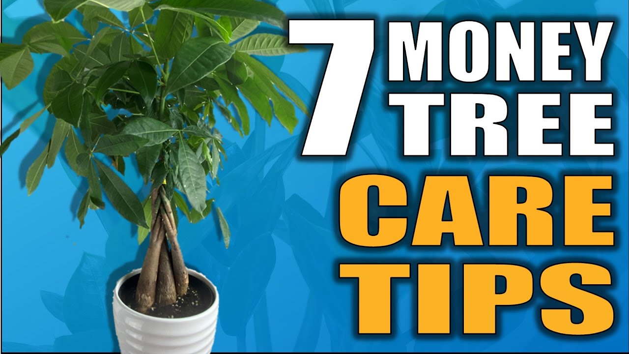 7 Money Tree Care Tips That You Need To Know Pachira Aquatica