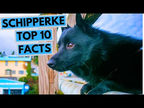 Top 10 Fascinating Facts About Schipperke Research