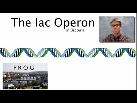 Operon Youtube