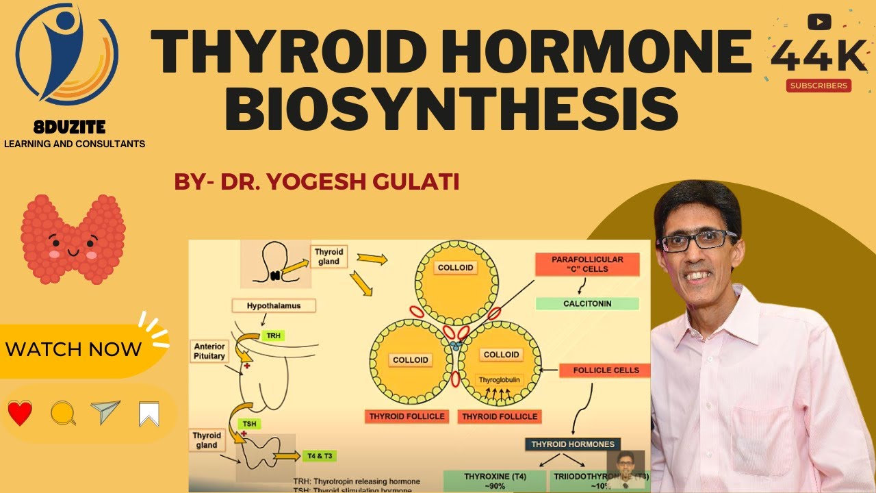 Thyroid Hormone Synth