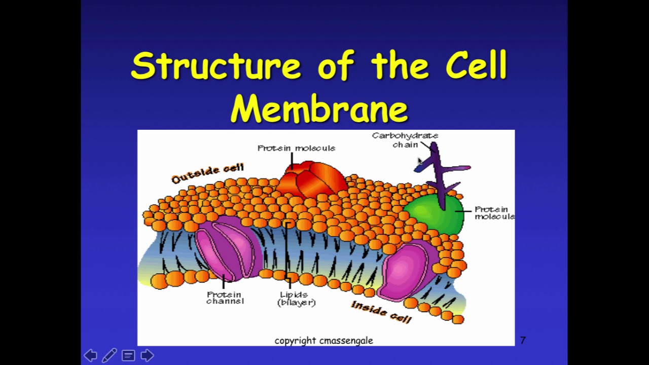 Cell Membrane Structure Youtube