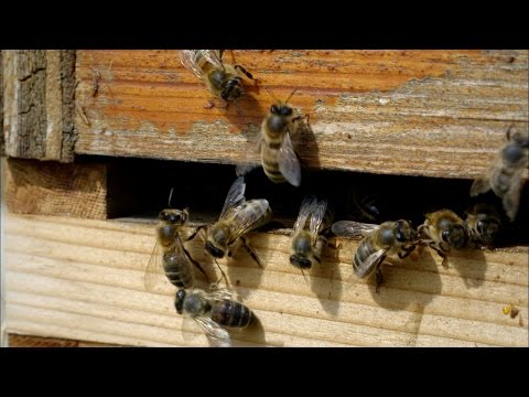 How Do Honey Bees Communication Dance