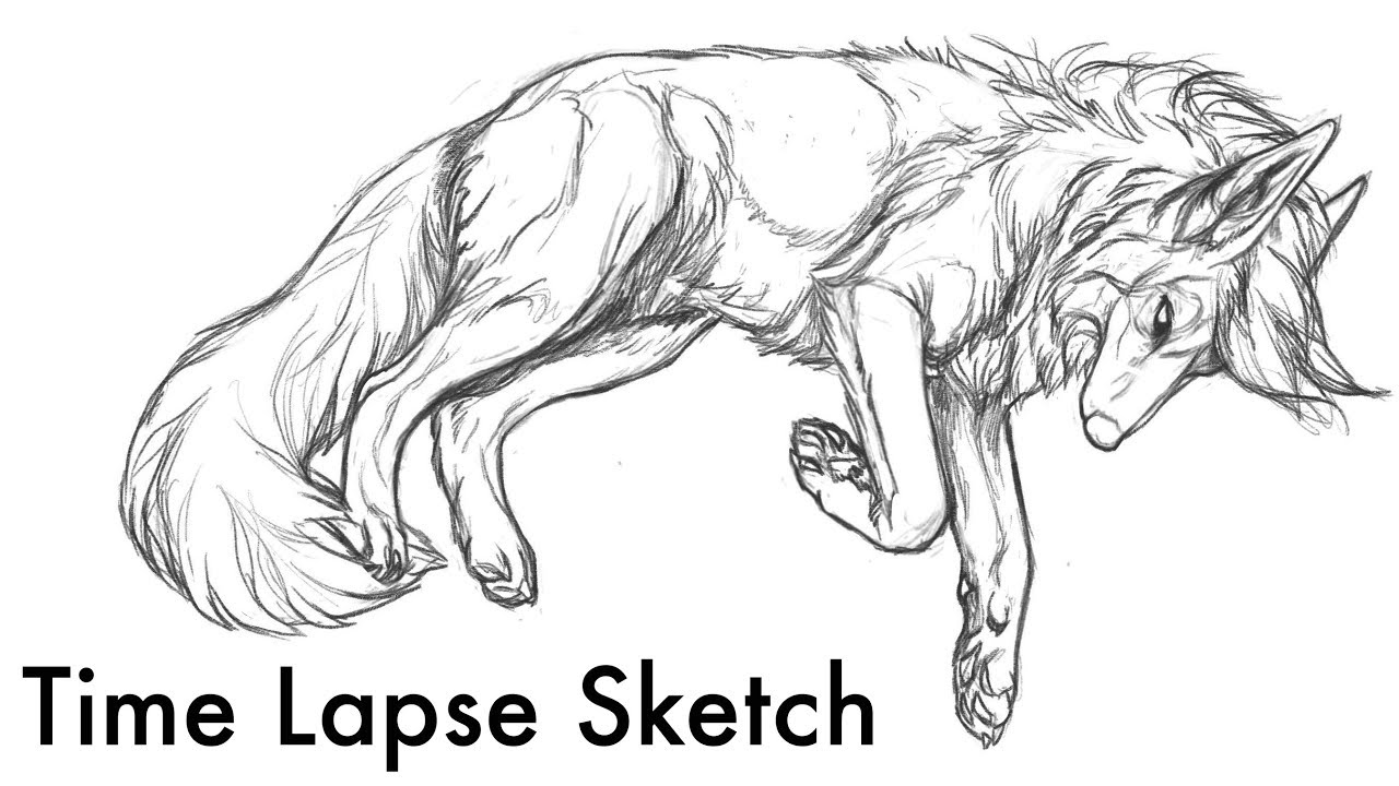 Time Lapse Wolf Sketch Youtube