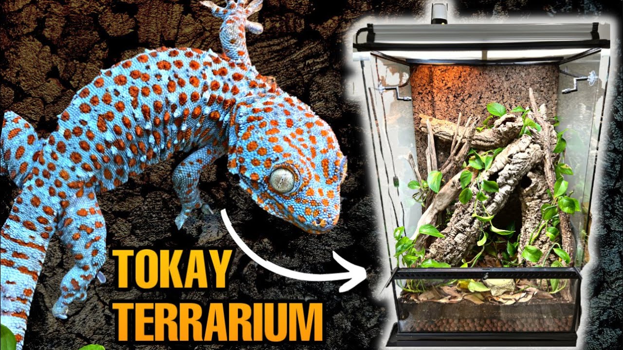 Tokay Gecko Habitat Setup