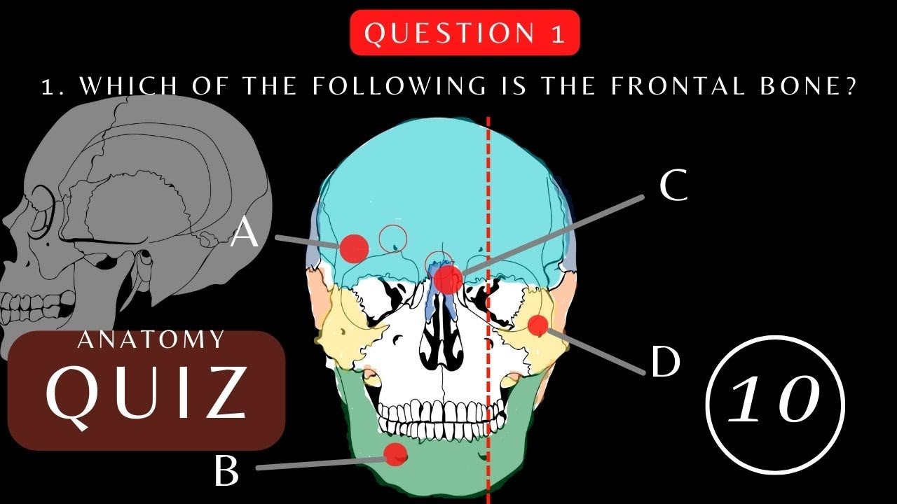 Skull Anatomy Quiz Can You Ace This Human Bone Structure Test