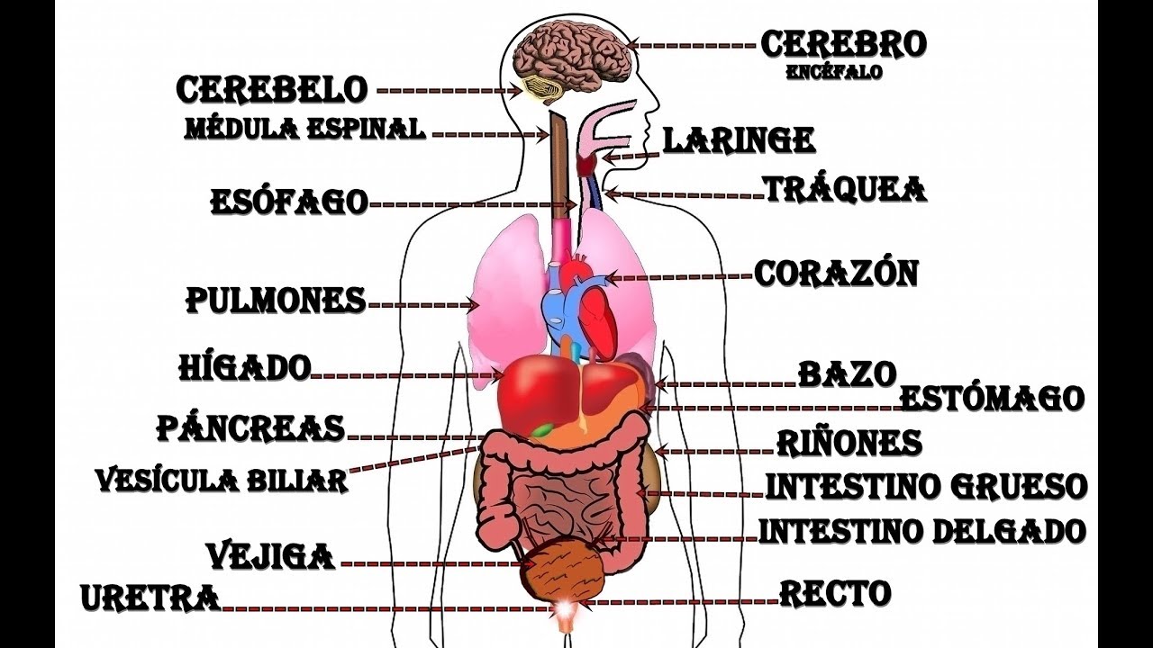 Las Partes Del Cuerpo Humano Y Sus Nombres Infoupdate Org