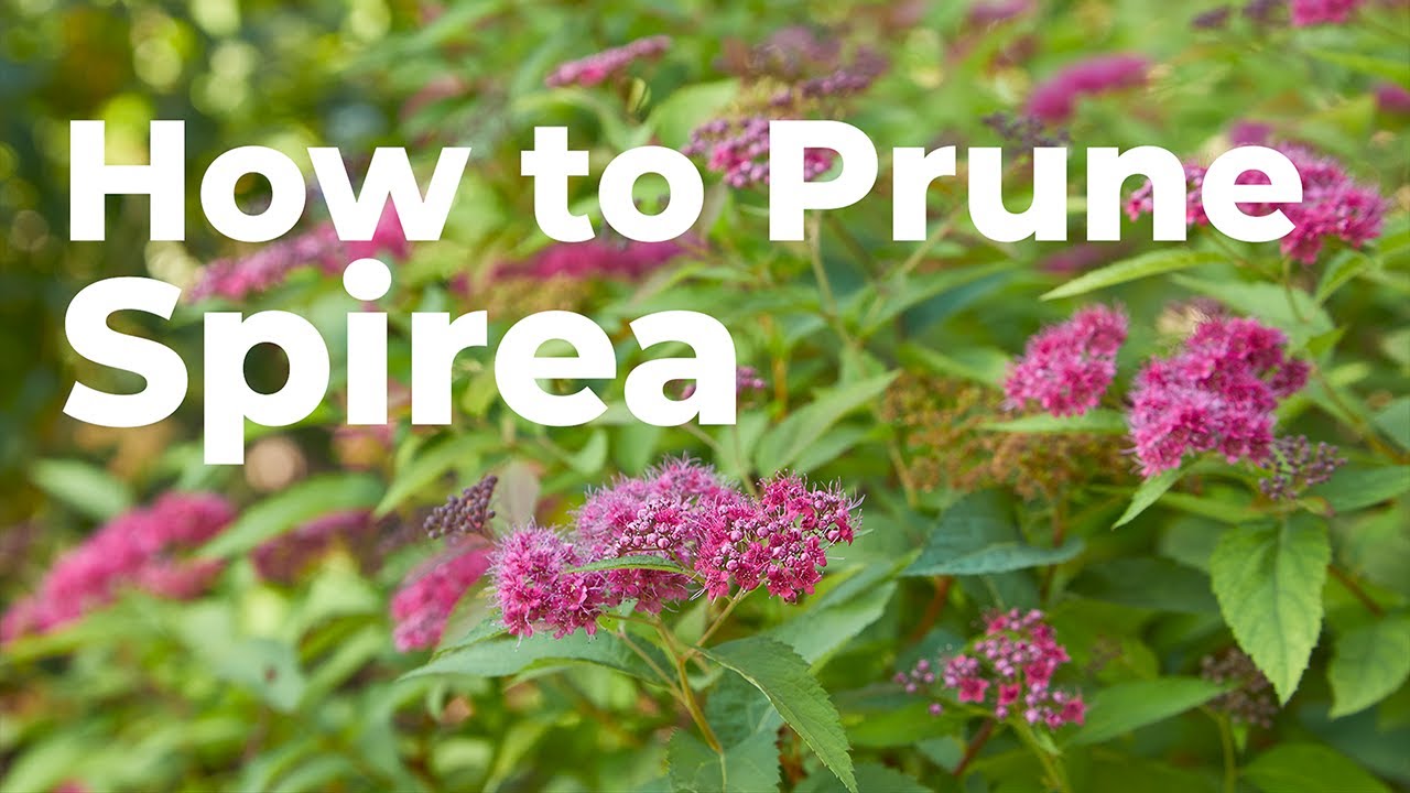 Spirea Pruning Guide