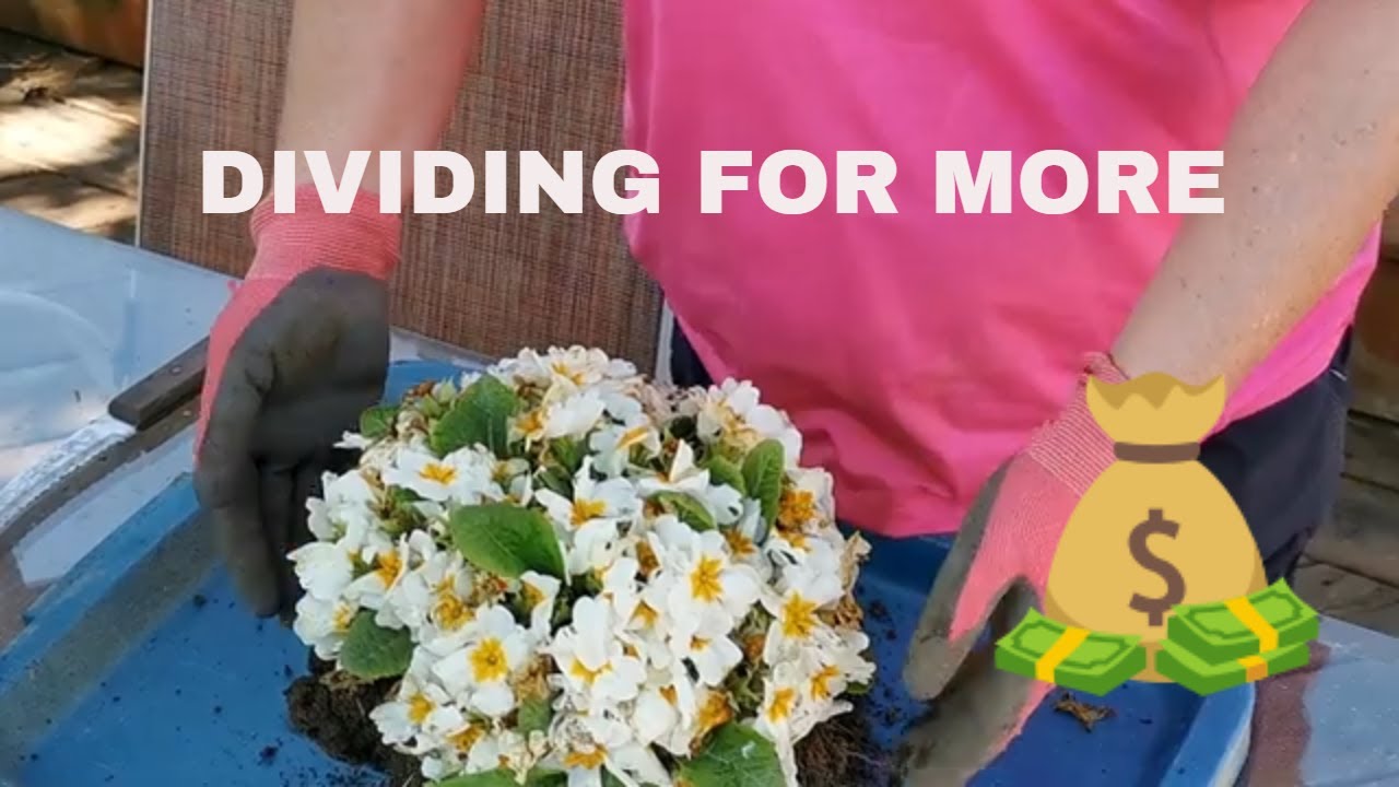 How To Divide Primula Youtube