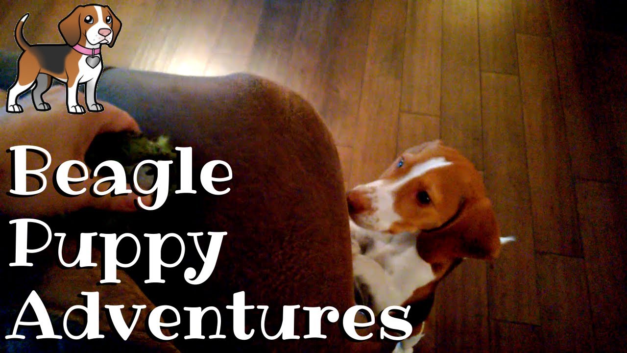 Beagle Puppy Adventures Youtube