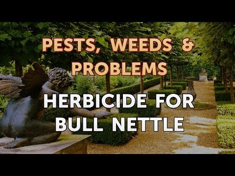 Herbicide For Bull Nettle Youtube