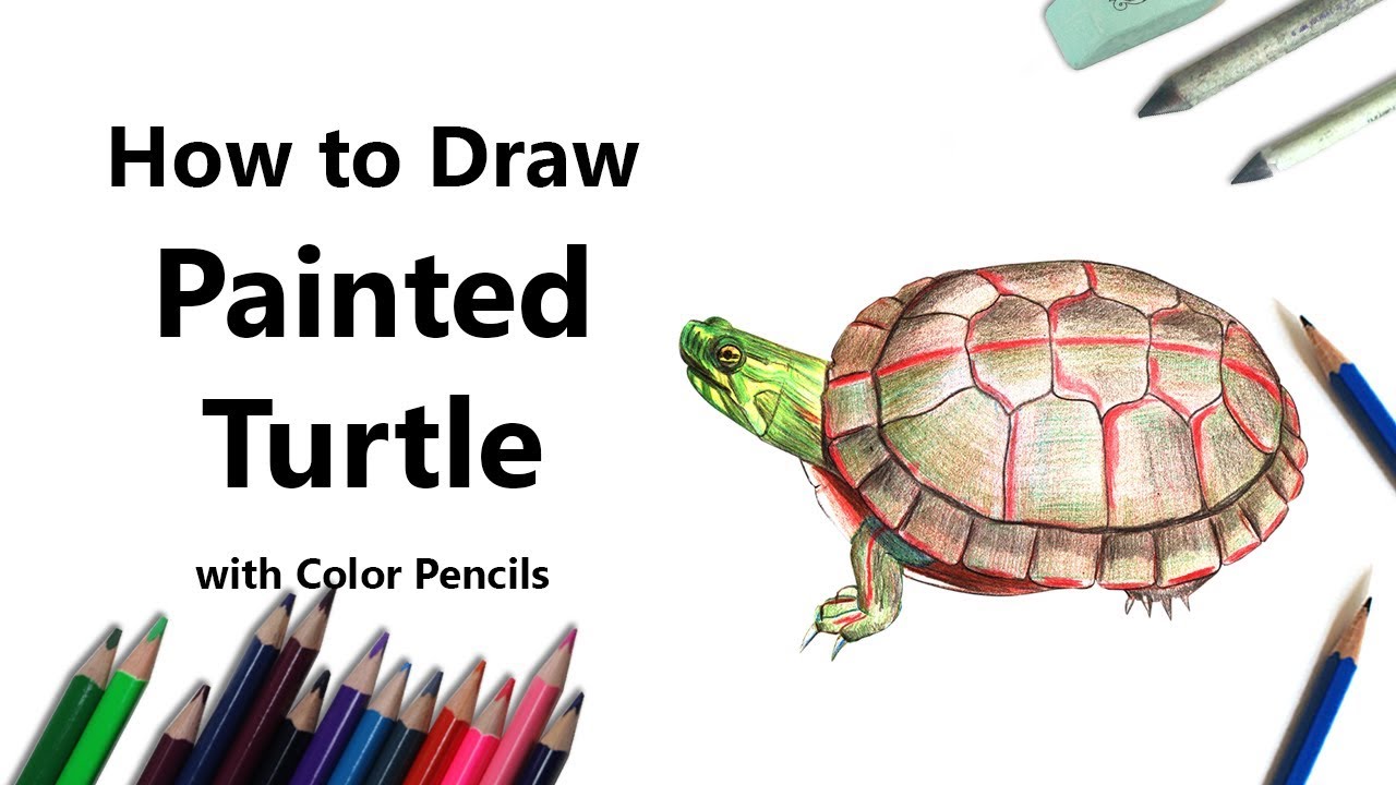 How To Draw A Painted Turtle With Color Pencils Time Lapse Youtube