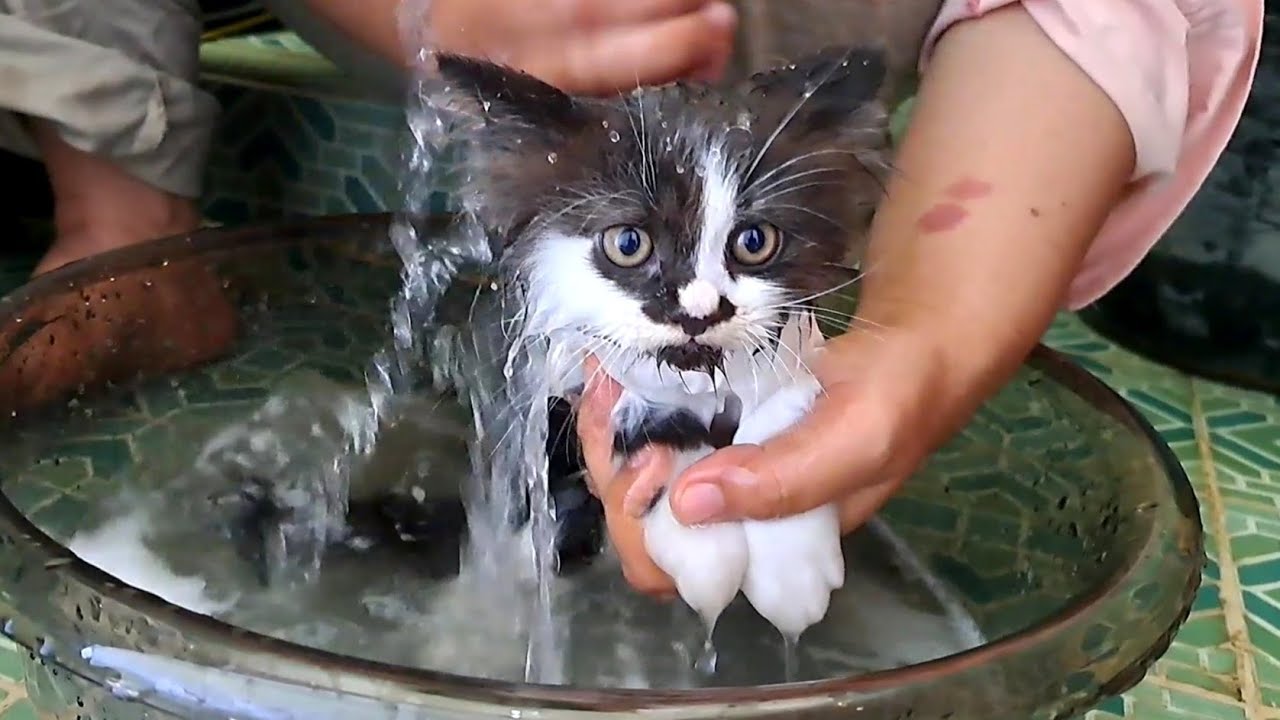 Kitten Gugu Bathing For The First Time Youtube