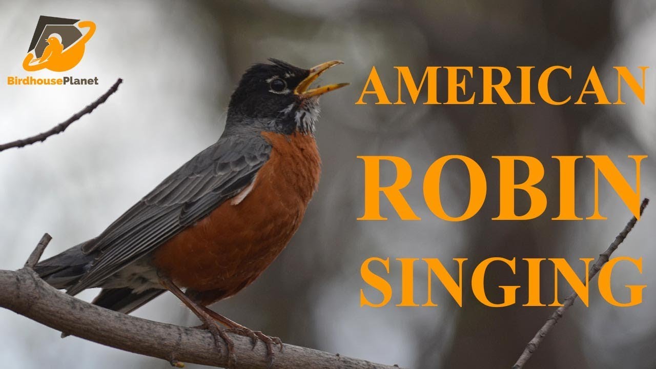 Male American Robin Singing And Whisteling Youtube