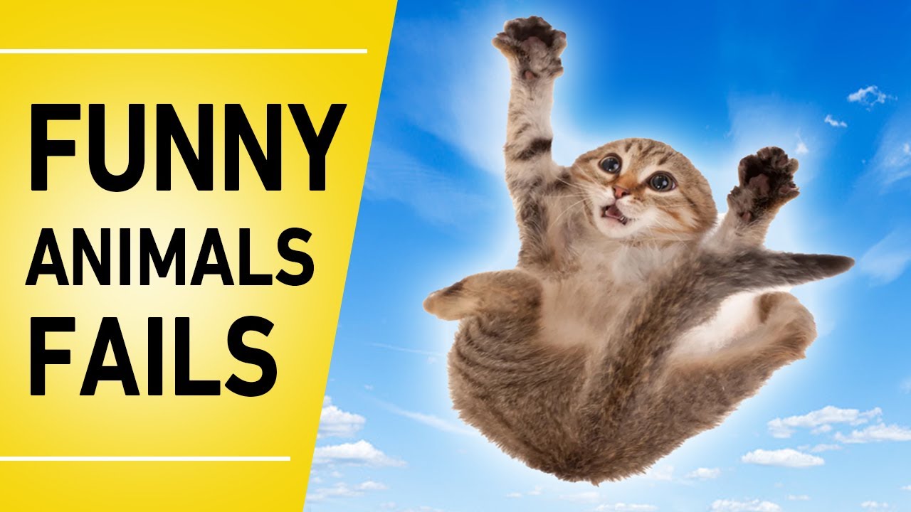 Funny Animals Fails 仍 Shorts Youtube