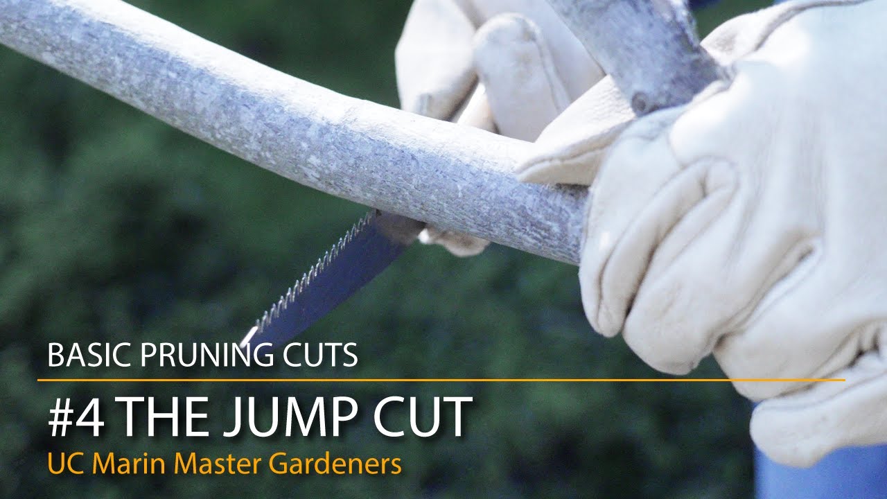 Basic Pruning Cuts 4 Jump Cut Youtube