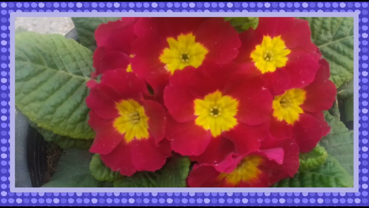 210 How To Care Beautiful Primrose Plant Youtube