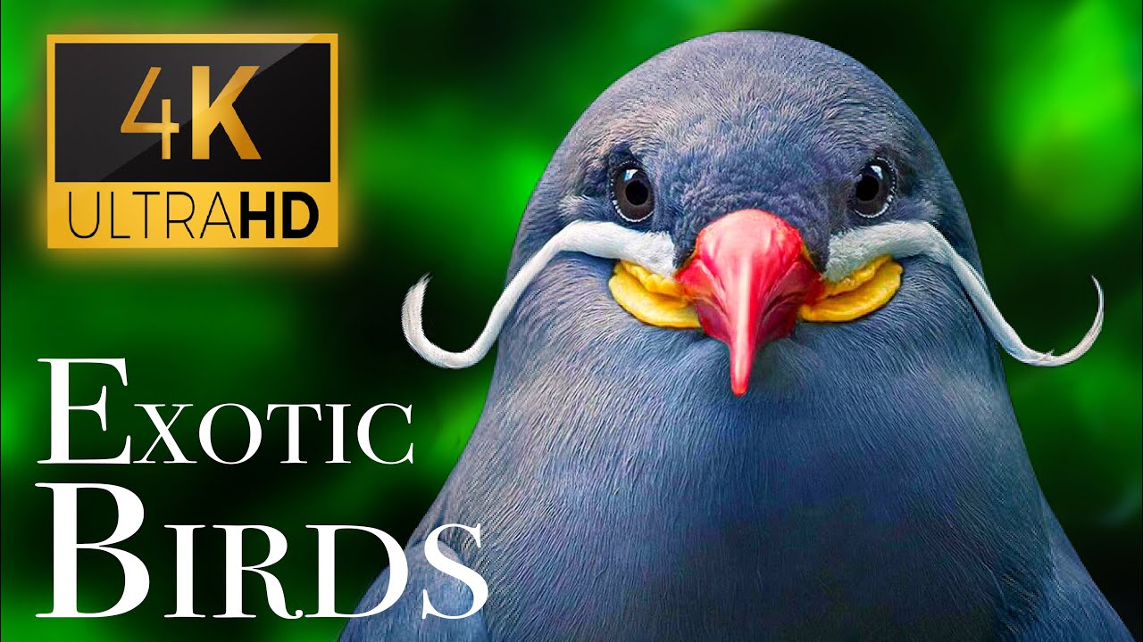 Exotic Birds 4k Beautiful Bird Sounds In Rainforest Jungle Sounds