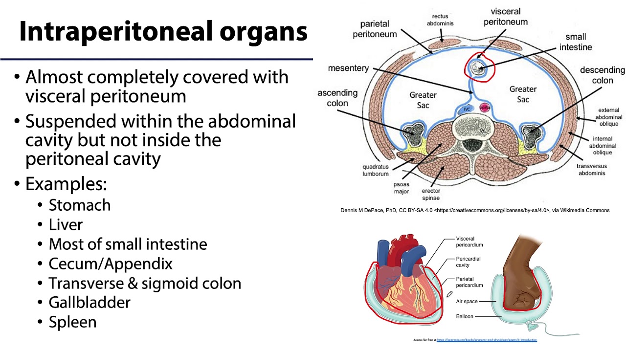 Retroperitoneal Organs