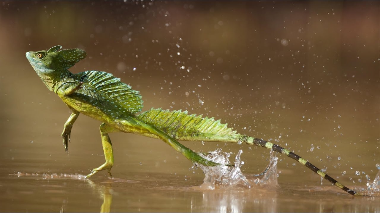 Correr Sobre El Agua Lagarto Basilisco Youtube