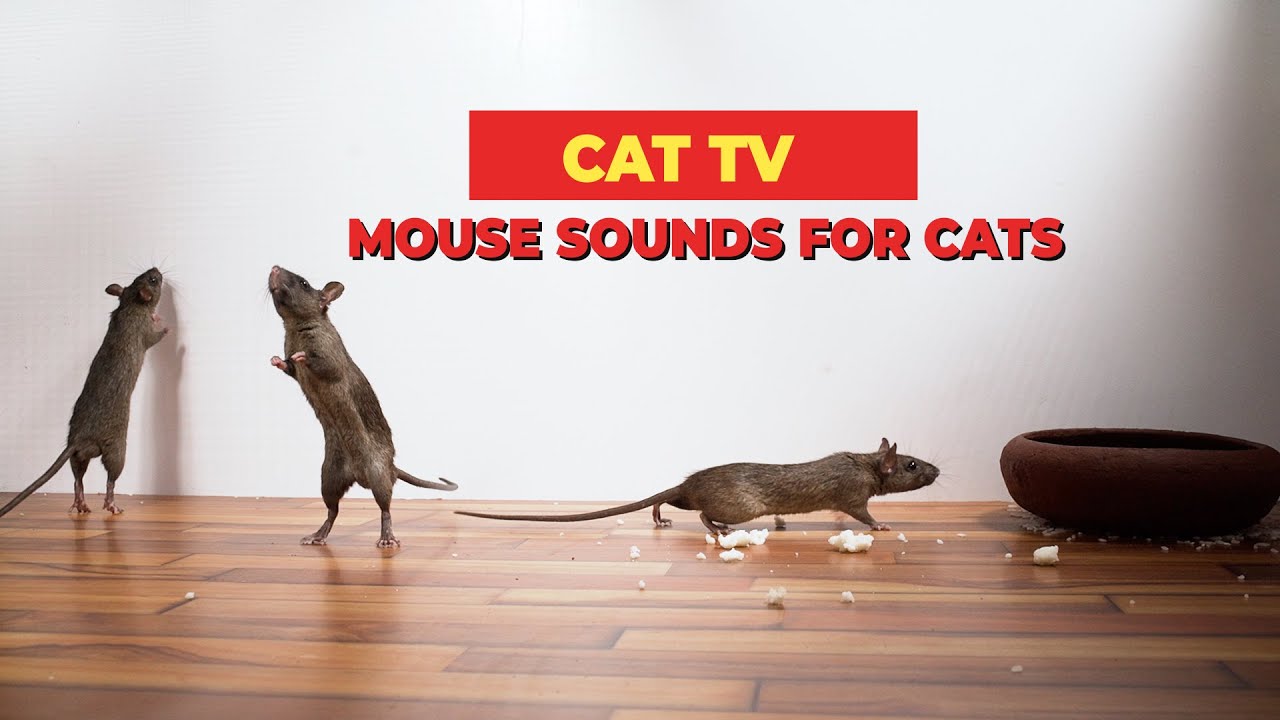 Mouse Sounds Compilation For Catsрџђђ Cat Tv рџђ Mouse Sounds To Attract