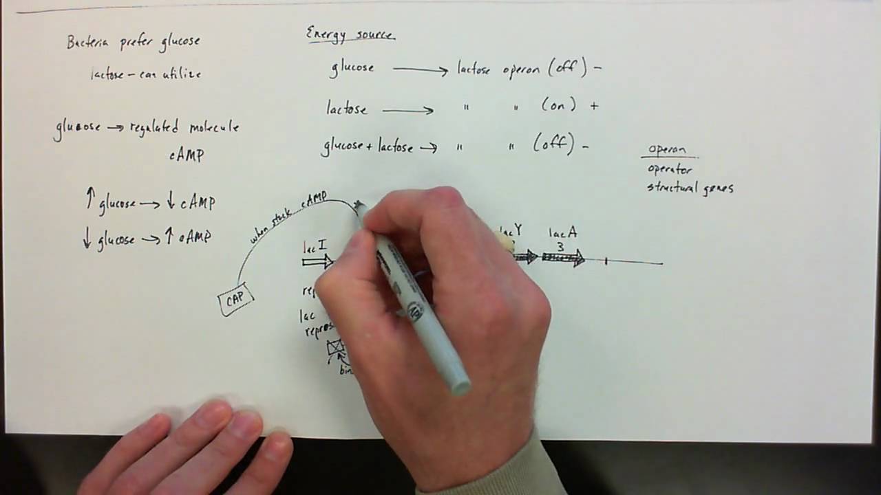 Operon Vid 2 Youtube