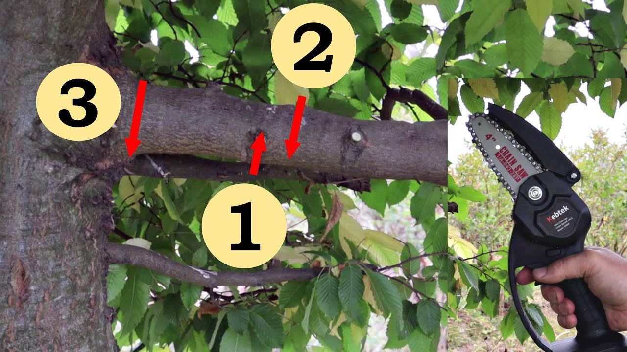 Pruning Tree Limbs Properly Cordless Chainsaw Youtube