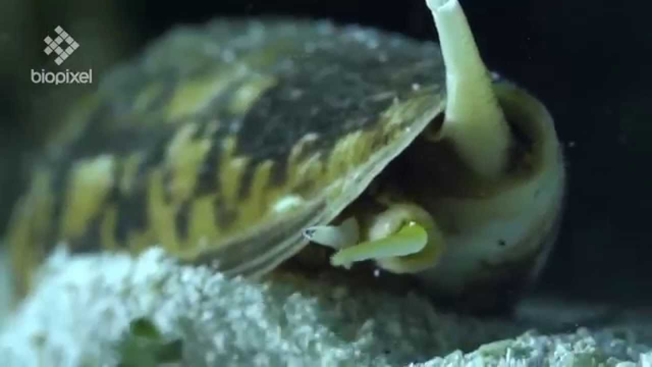 Striatus Cone Shell Spearing Fish With Venomous Harpoon Youtube