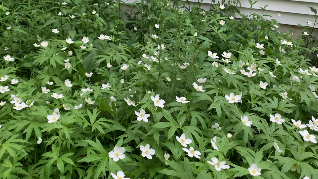 Mondays With Martha 3 Canada Anemone Youtube