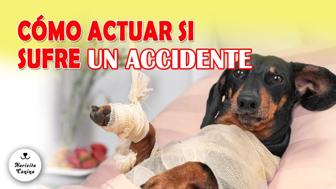 Puede Un Perro Sobrevivir A Un Atropello
