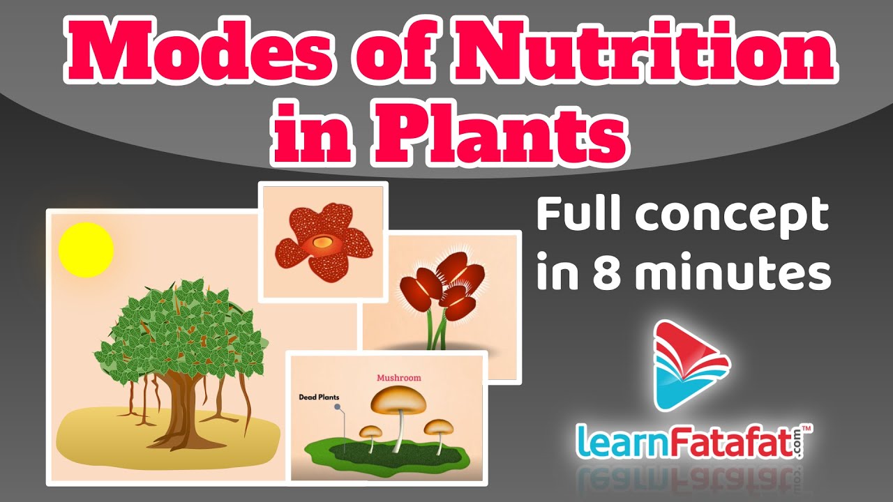 Nutrition In Plants Class 7 Science Modes Of Nutrition Ncert Exemplar