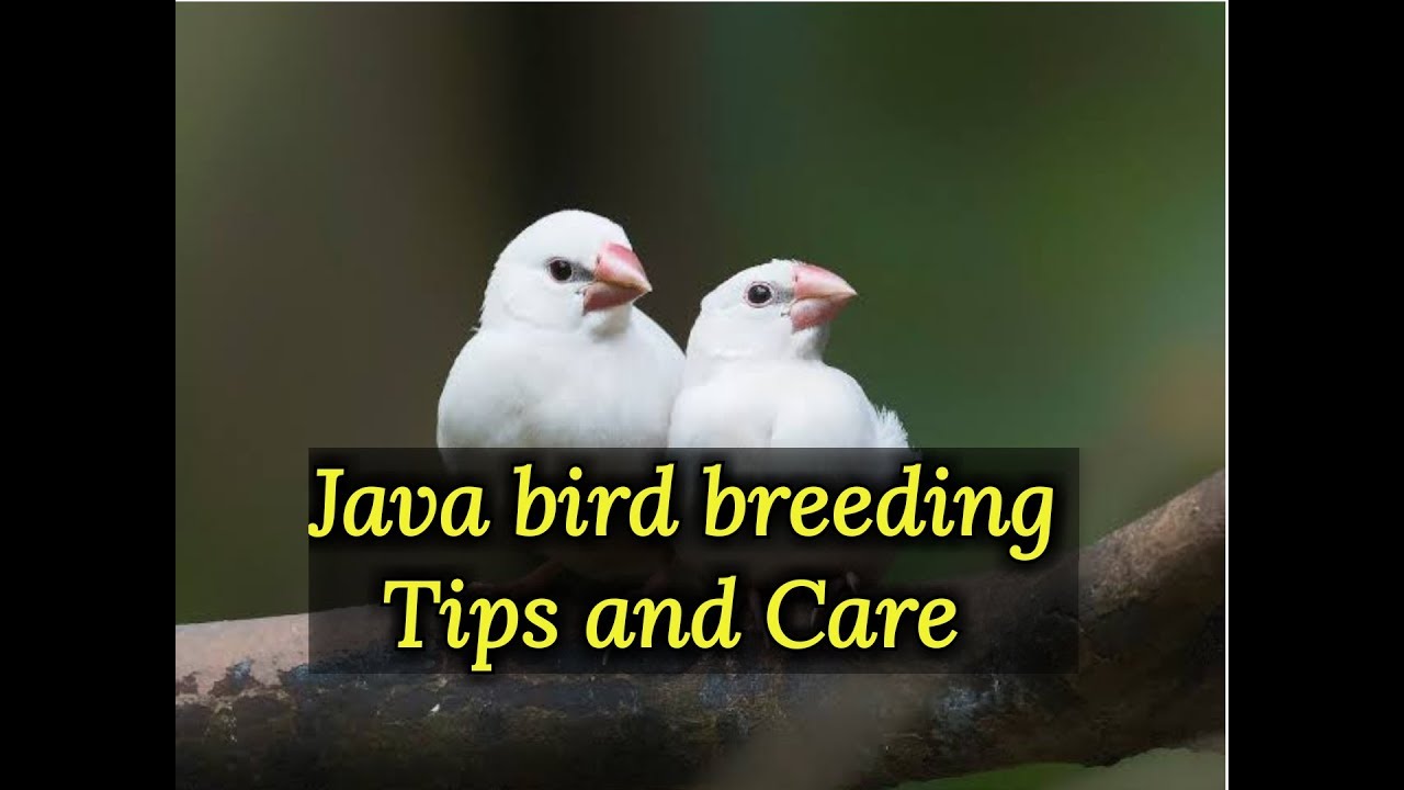 Java Bird Breeding And Caring Tips Housepetscare