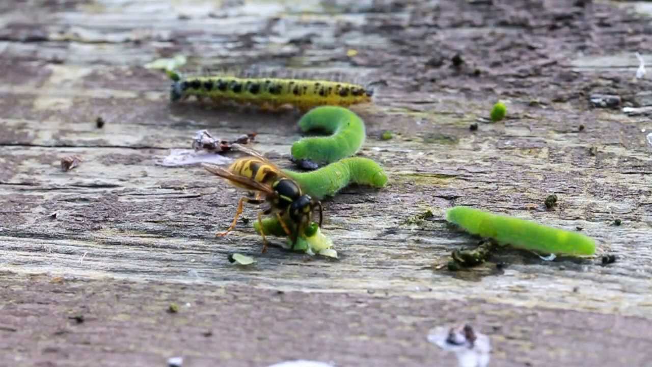 Wasp Attacking A Caterpillar Youtube