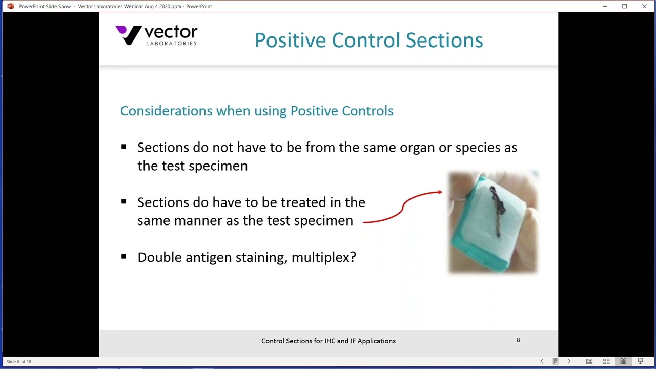 Control Sections For Ihc And If Applications Youtube