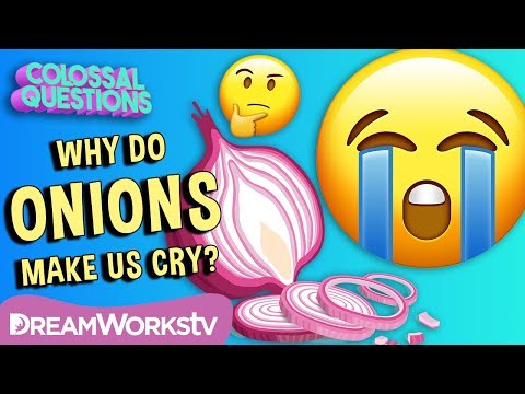 Why Do Onions Make Us Cry Colossal Questions Safe Videos For Kids