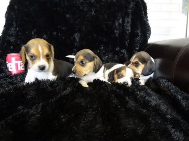 Beagle Miniature