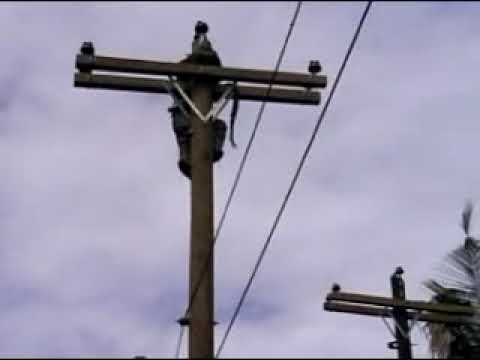 Basic Lineman Training Course Flv Youtube
