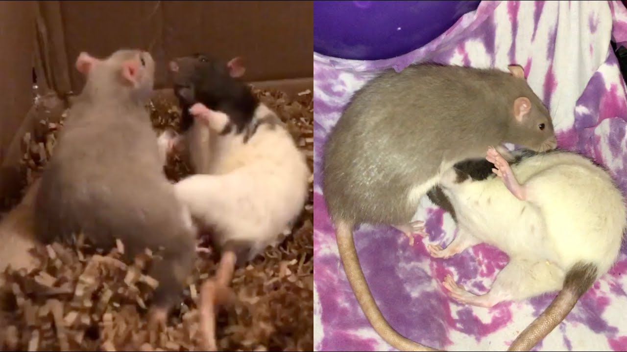 Bean Vs Oreo Rats Wrestling Youtube