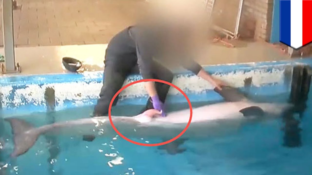 Dolphin Getting A Tugjob To De Stress It At Dutch Dolphinarium Caught