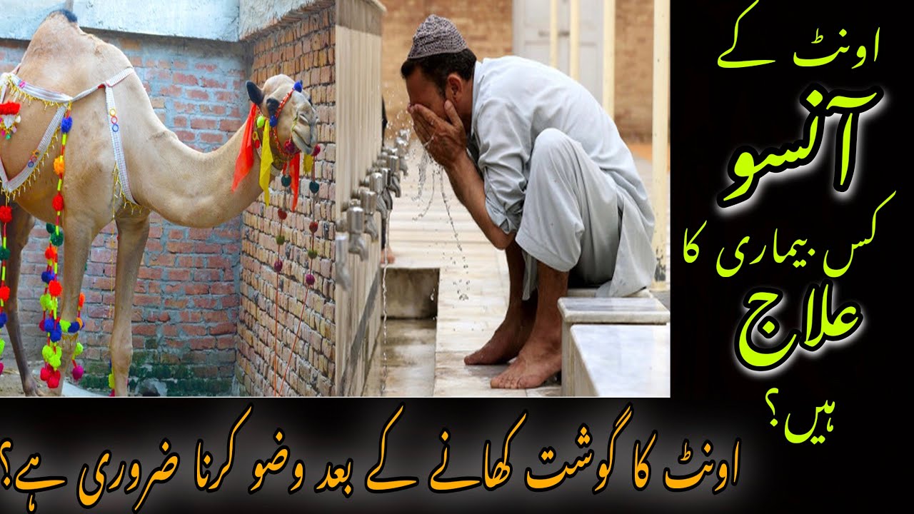 Oont Ka Gosht Aur Wazu In Urdu Hindi Youtube